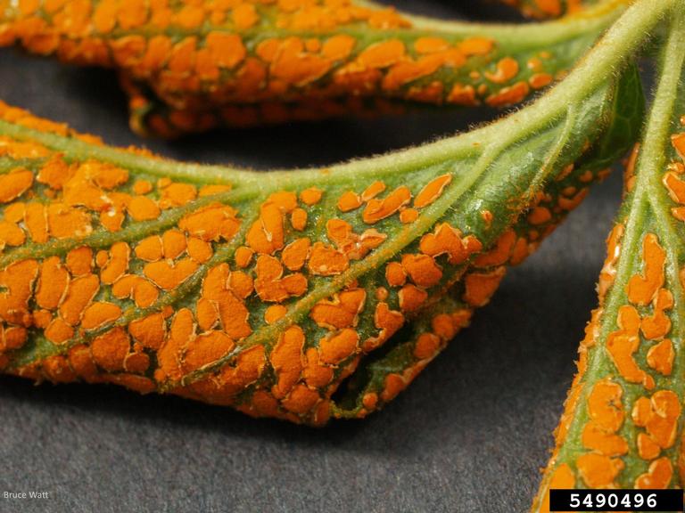 orange rust (Arthuriomyces peckianus (Howe) Cummins & Y. Hirats.)
