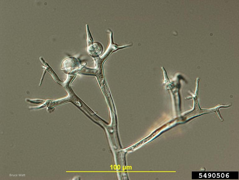 downy mildew (Plasmopara halstedii)