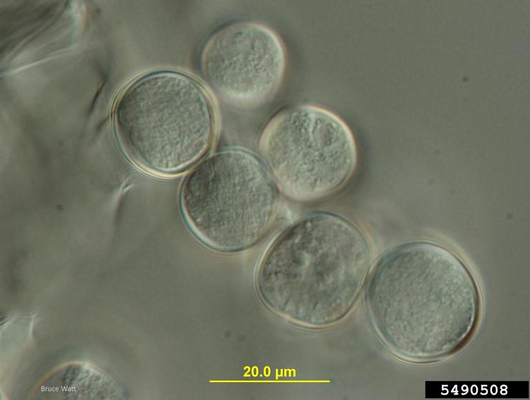downy mildew (Plasmopara halstedii)