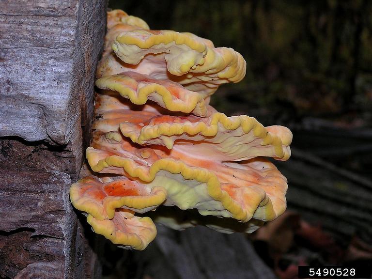 sulfur shelf (Laetiporus sulphureus (Bull.) Bondartsev & Singer)