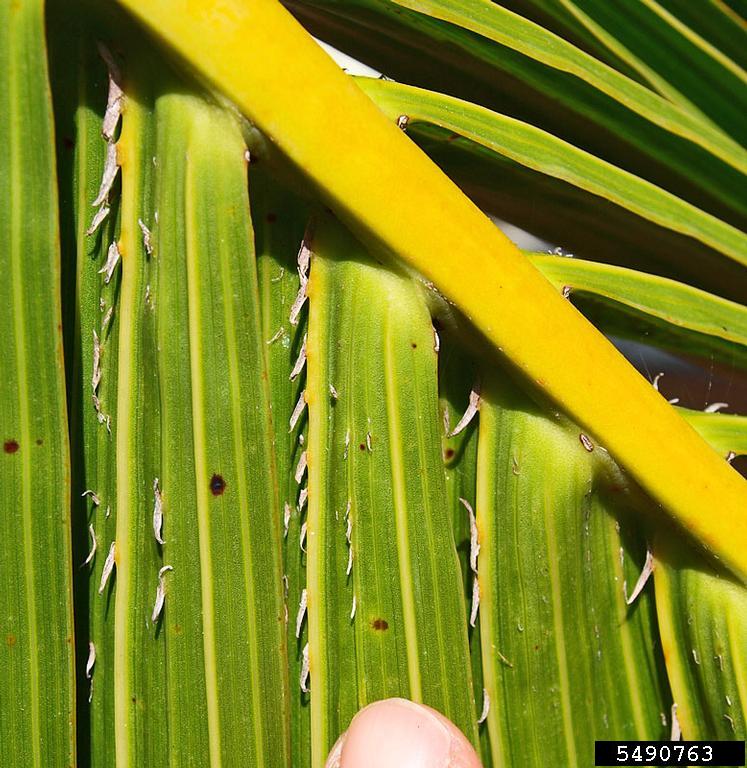 Bottle Palm, Hyophorbe lagenicaulis (Arecales: Arecaceae) - 5490763