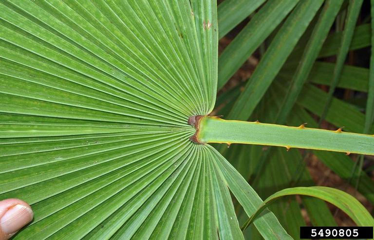 Everglades palm (Acoelorrhaphe wrightii)