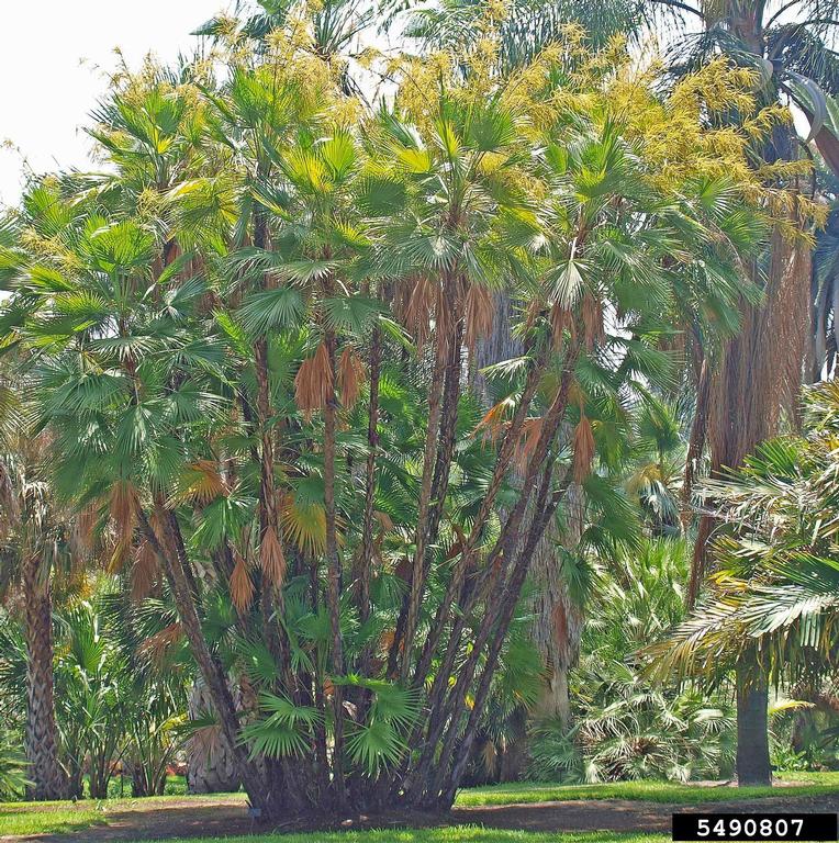 Everglades palm (Acoelorrhaphe wrightii (Griseb. & H. Wendl.) H. Wendl ...