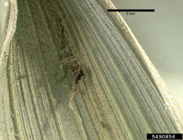 Piccabeen Palm (Archontophoenix cunninghamiana H.Wendl. & Drude)