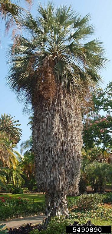 blue fan palm (Brahea armata S. Watson)