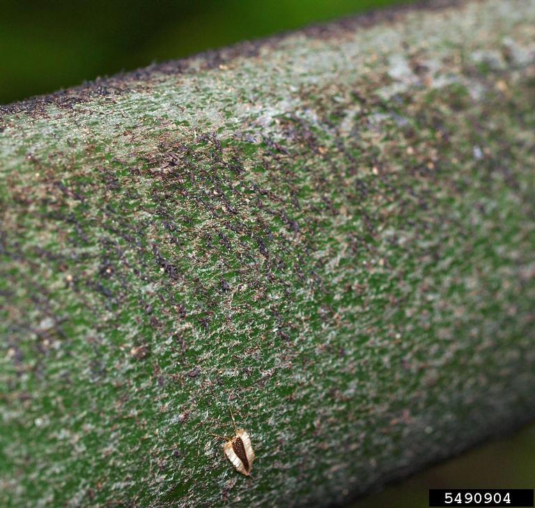giant mountain fishtail palm (Caryota maxima)