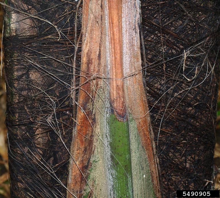 giant mountain fishtail palm (Caryota maxima Blume)