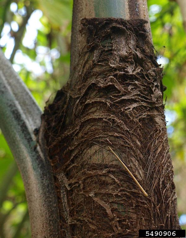giant mountain fishtail palm (Caryota maxima Blume)