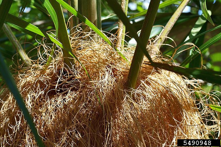 Old Man Palm, Coccothrinax crinita (Arecales: Arecaceae) - 5490948