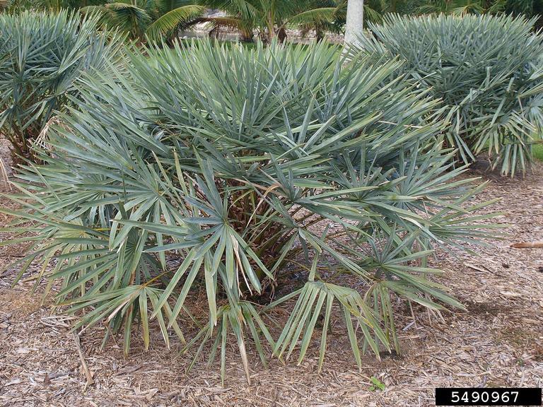 copernicia, Copernicia alba (Arecales: Arecaceae) - 5490967