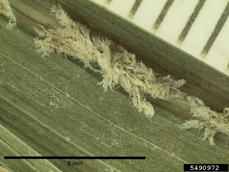 princess palm (Dictyosperma album (Bory) H. Wendl. & Drude ex Scheff.)