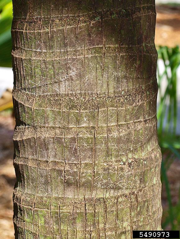 princess palm (Dictyosperma album)