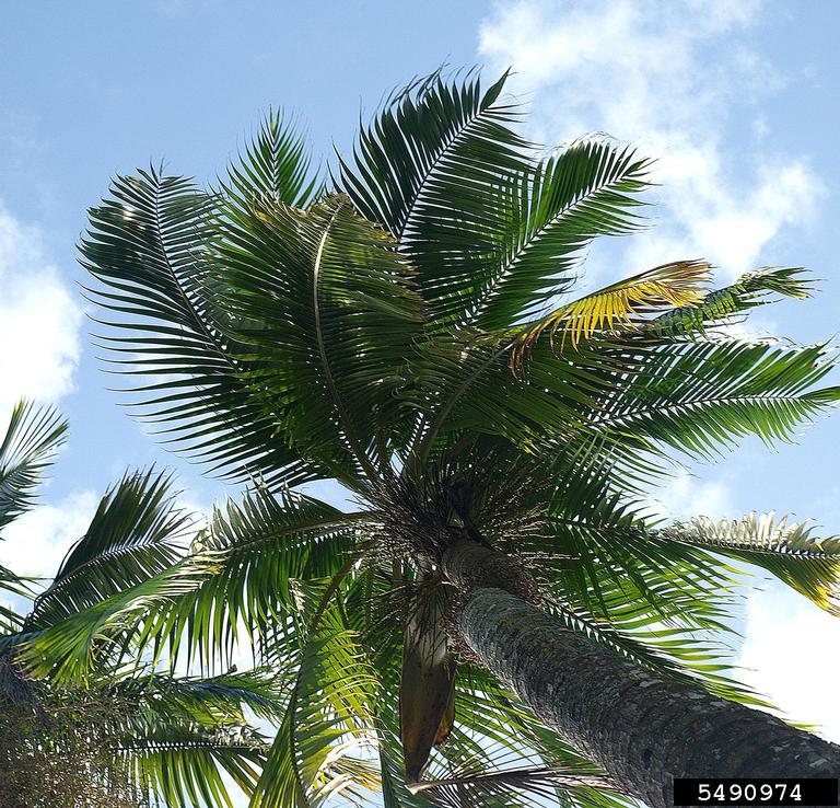 princess palm (Dictyosperma album)