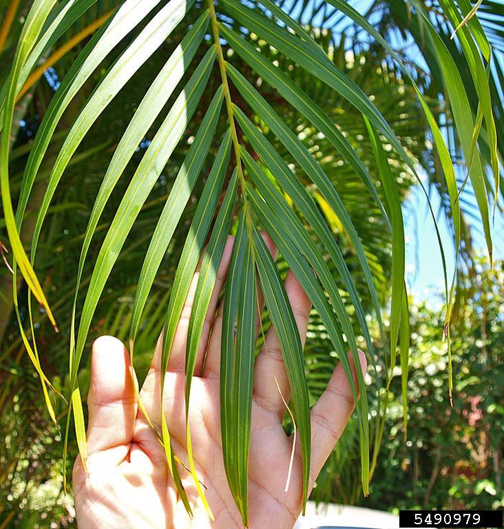 yellow butterfly palm (Dypsis lutescens (H. Wendl.) Beentje & Dransf.)