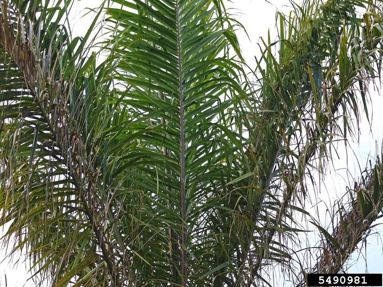 African oil palm (Elaeis guineensis Jacq.)