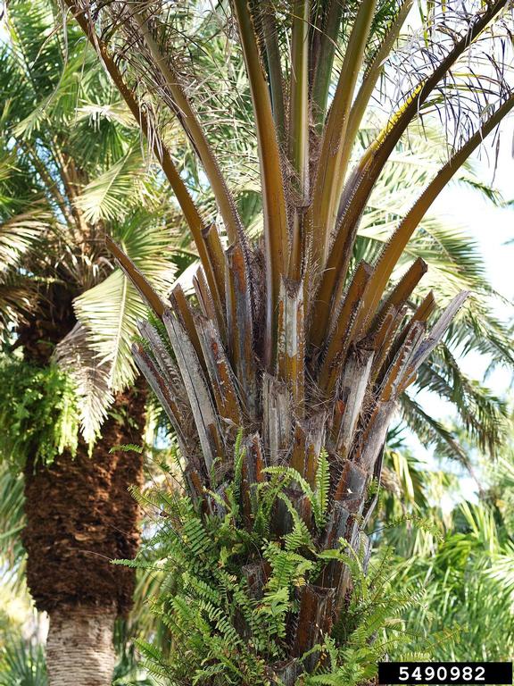 African Oil Palm Tree
