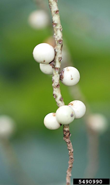 sagisi palm (Heterospathe elata Scheff.)