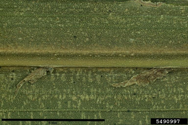 sagisi palm (Heterospathe elata Scheff.)