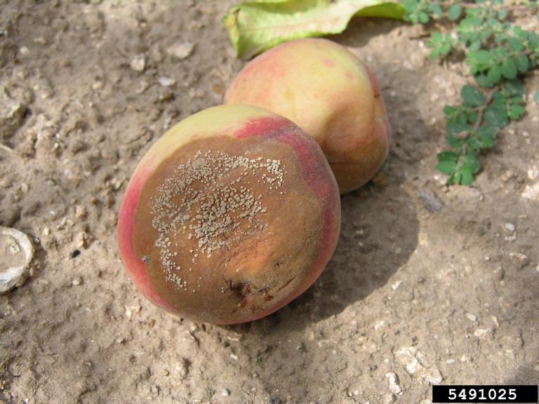 brown rot (Monilinia fructicola (G. Wint.) Honey)