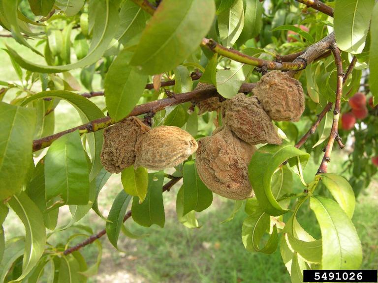 brown rot (Monilinia fructicola (G. Wint.) Honey)