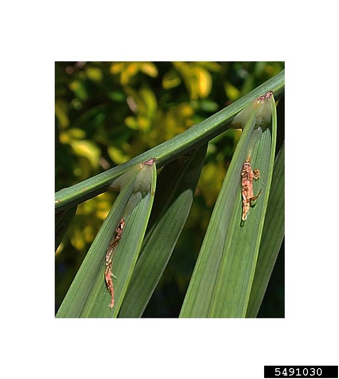 jelly palm (Butia capitata)