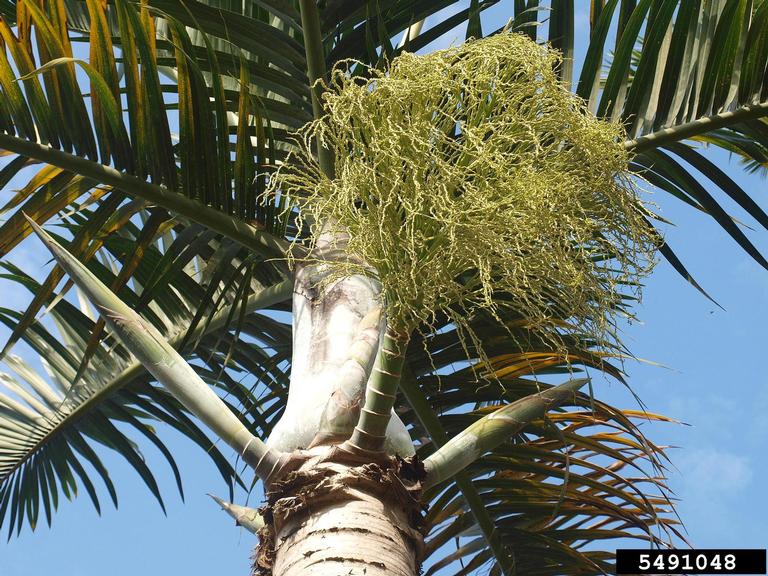 spindle palm (Hyophorbe verschaffeltii)