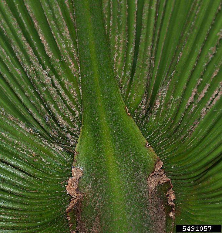 ruffled fan palm (Licuala grandis)