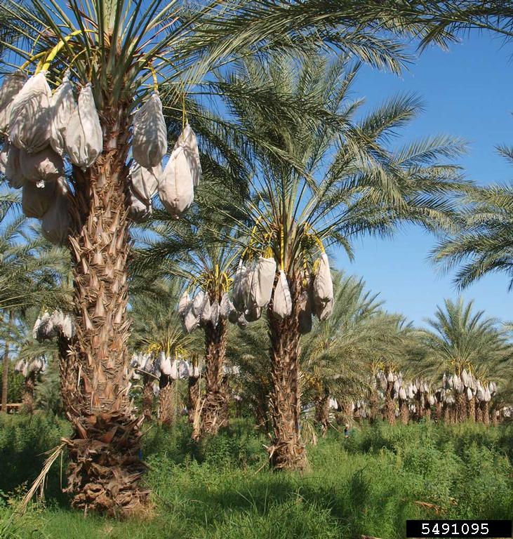 date palm (Phoenix dactylifera)