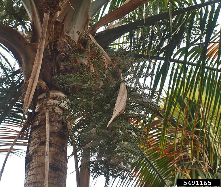 Majesty Palm (Ravenea rivularis Jum. & Perr.)