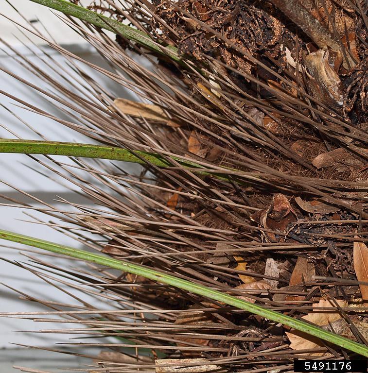 needle palm (Rhapidophyllum hystrix)