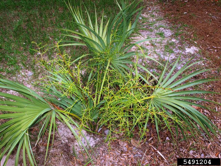 scrub palmetto (Sabal etonia)