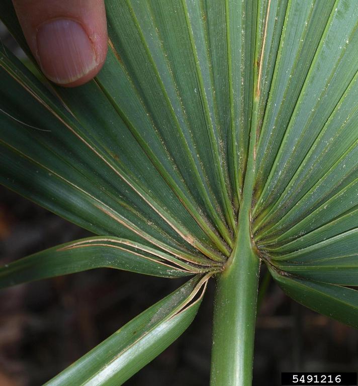 dwarf palmetto (Sabal minor)