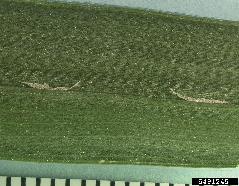 queen palm (Syagrus romanzoffiana)