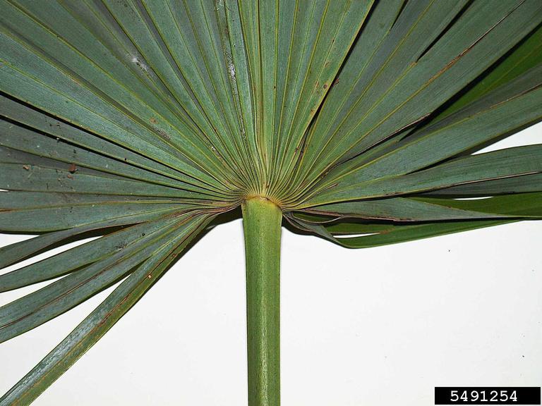 Key thatch palm, Thrinax morrisii (Arecales: Arecaceae) - 5491254