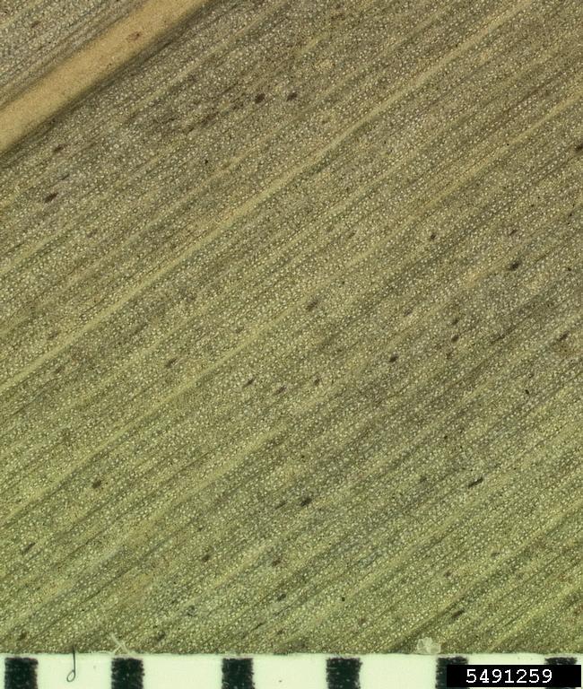 Key thatch palm (Thrinax morrisii H. Wendl.)