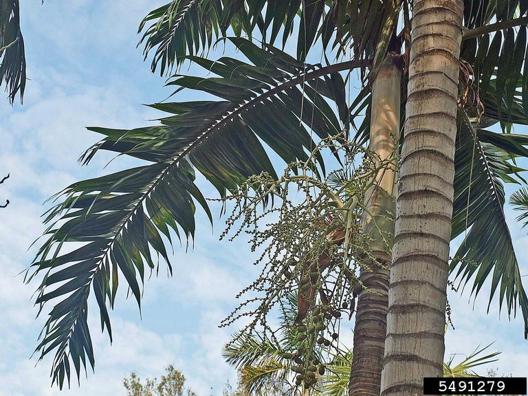 Montgomery palm (Veitchia arecina)