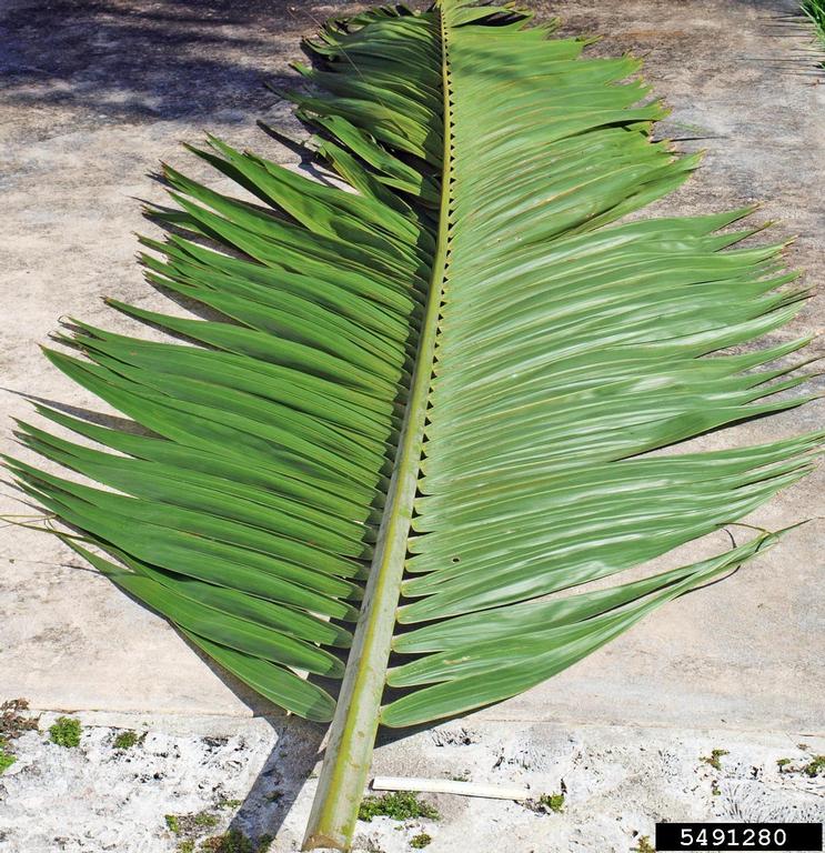 Montgomery palm (Veitchia arecina Becc.)