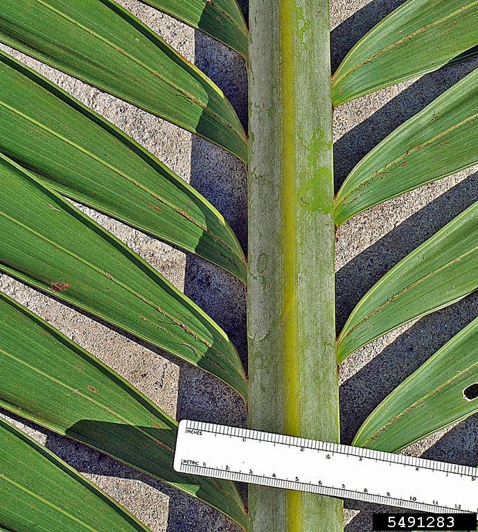 Montgomery palm (Veitchia arecina)