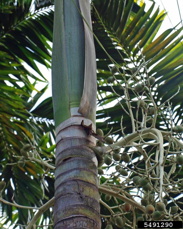 Montgomery palm (Veitchia arecina)