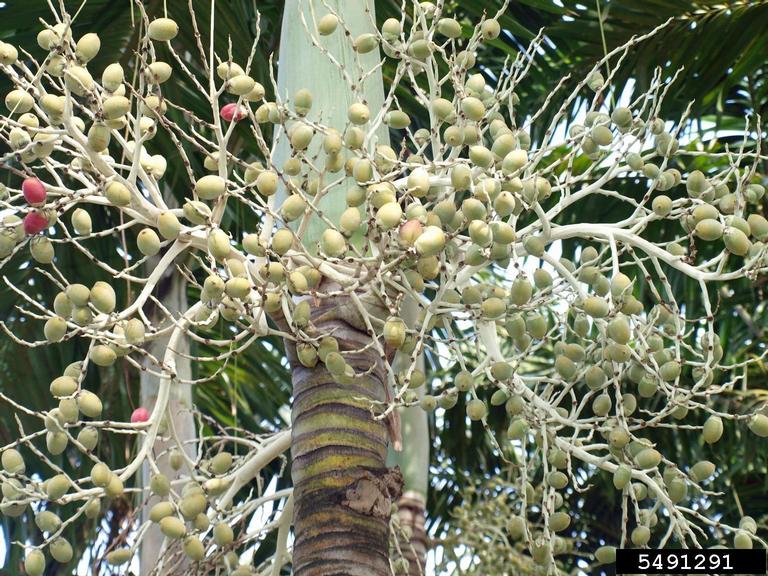 Montgomery palm (Veitchia arecina)