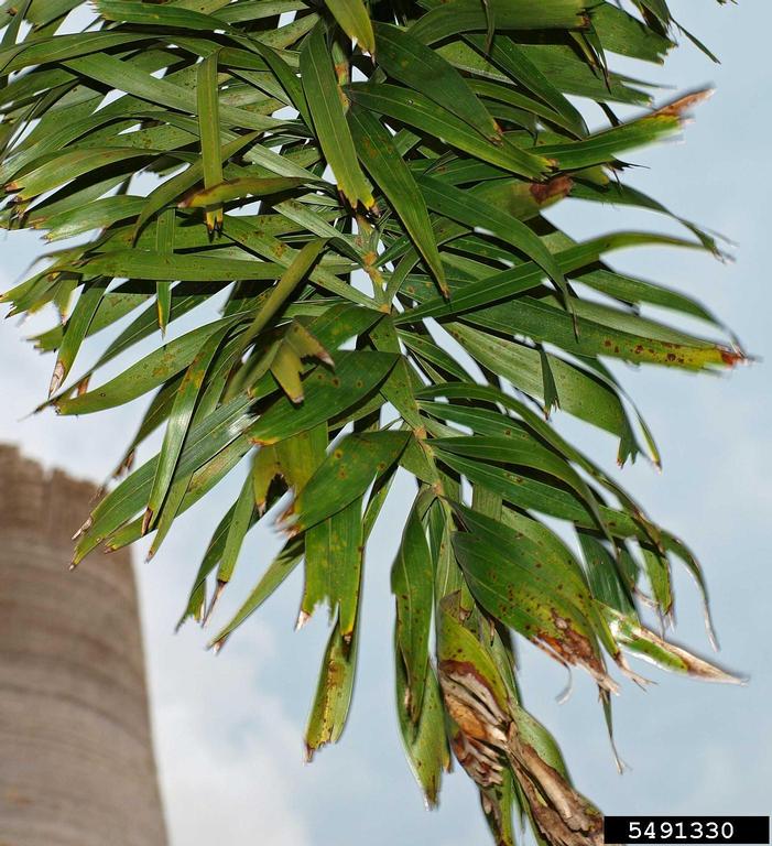 foxtail palm, Wodyetia bifurcata (Arecales: Arecaceae) - 5491330