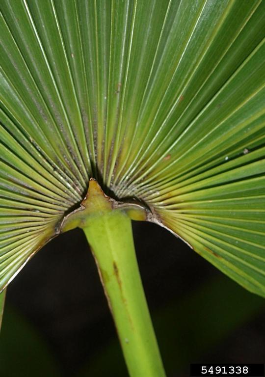 Zombie Palm (Zombia antillarum)