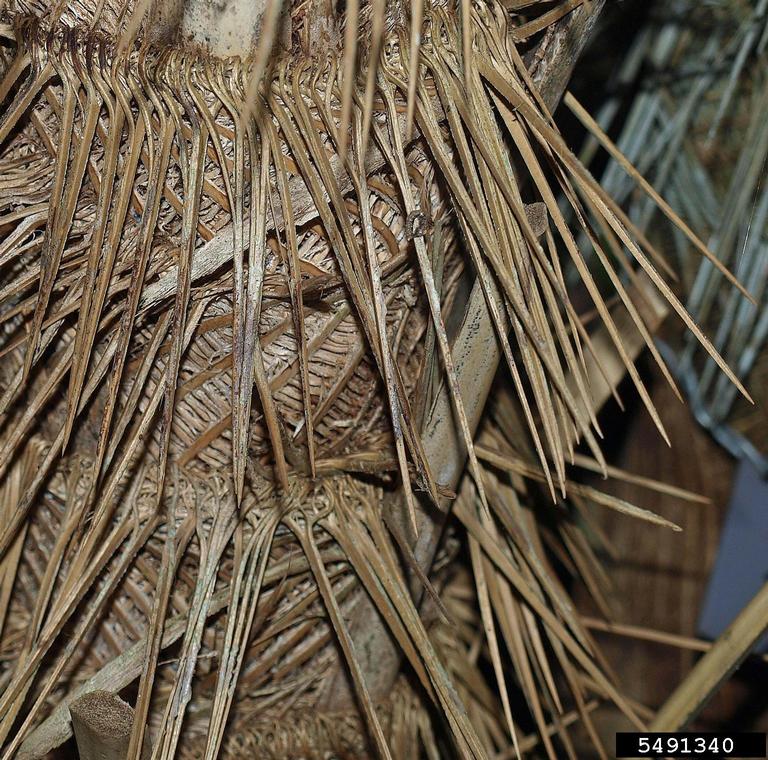 Zombie Palm (Zombia antillarum (Desc.) L.H.Bailey)