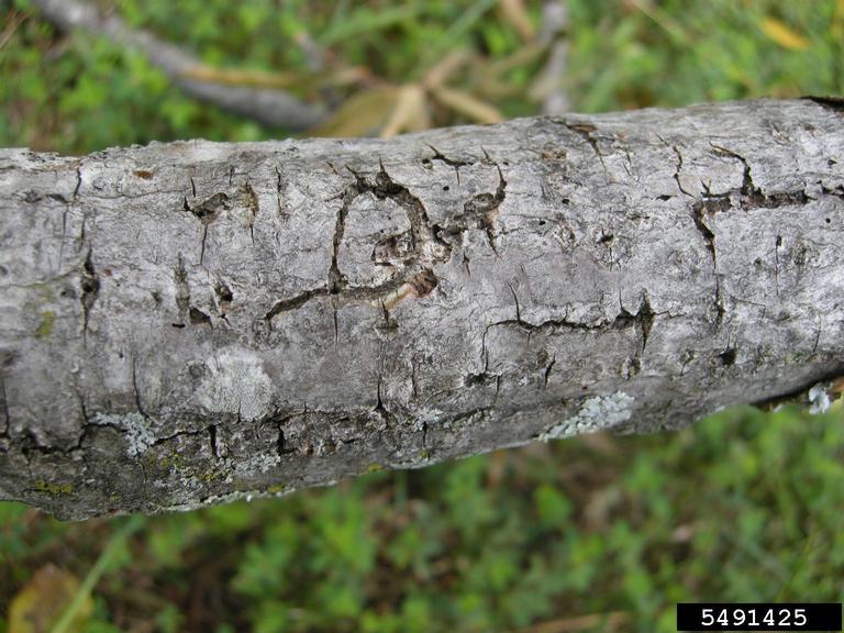 walnut twig beetle (Pityophthorus juglandis Blackman, 1928)