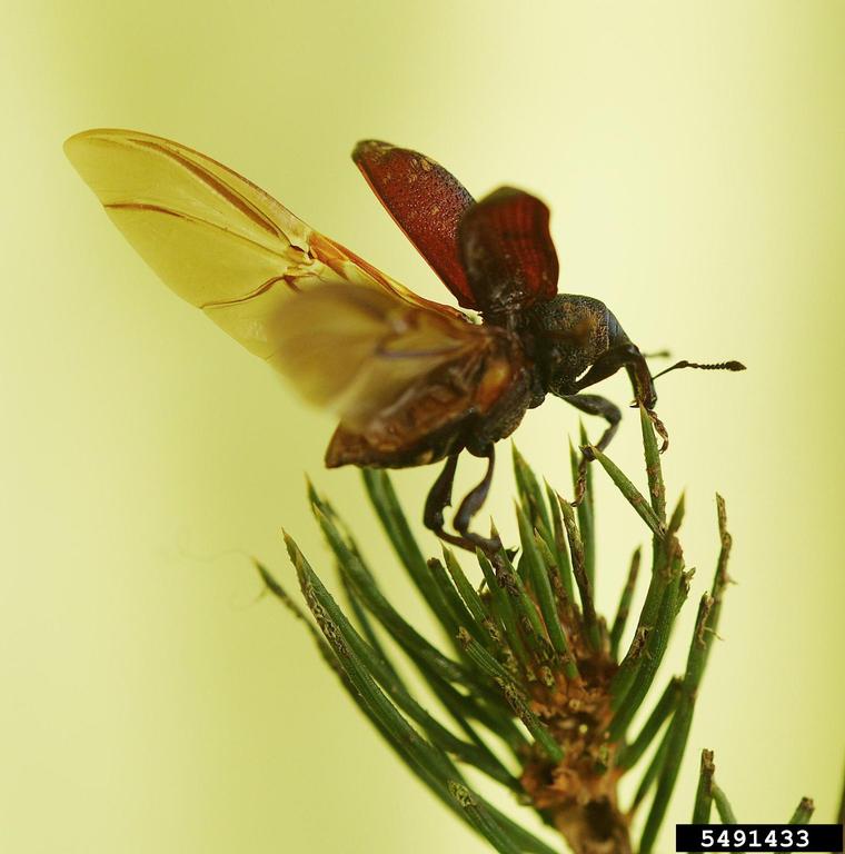 large brown trunk beetle (Hylobius abietis)