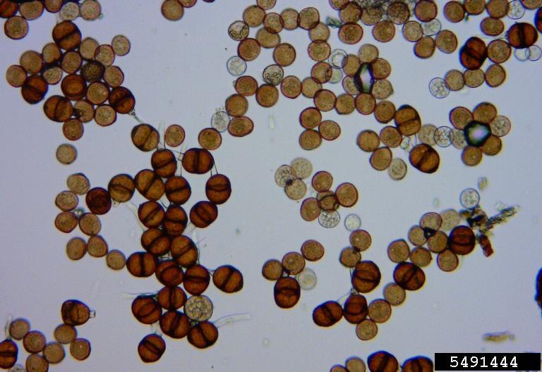 rust, Puccinia salviicola (Pucciniales: Pucciniaceae) - 5491444