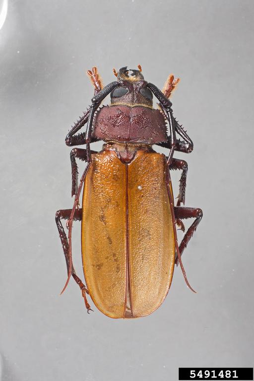 Prionid Beetle (Agrianome spinicollis (MacLeay, 1827))
