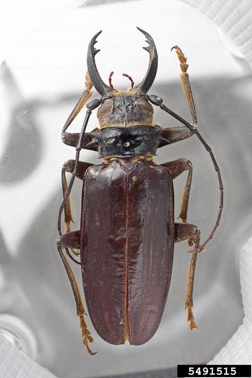 Prionid Beetle (Anthracocentrus capensis (White, 1853))