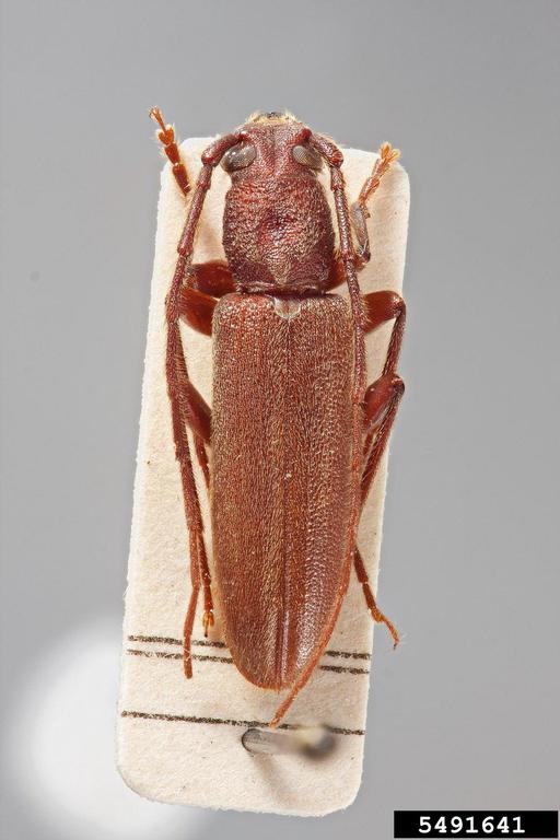 longhorned beetle (Cephalallus unicolor (Gahan, 1906))