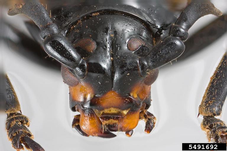 Prionid Beetle (Cycloprionus flavus)